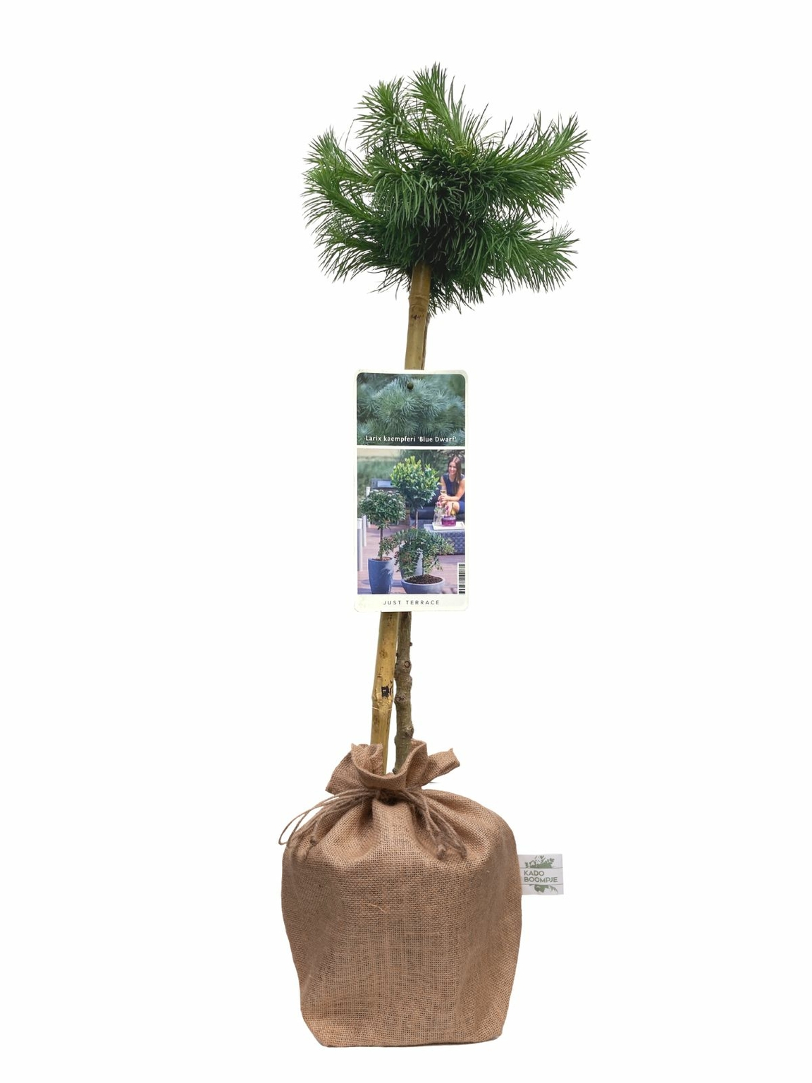 Larix Blue Dwarf op stam | Geef via Kadoboompje.nl - Kadoboompje