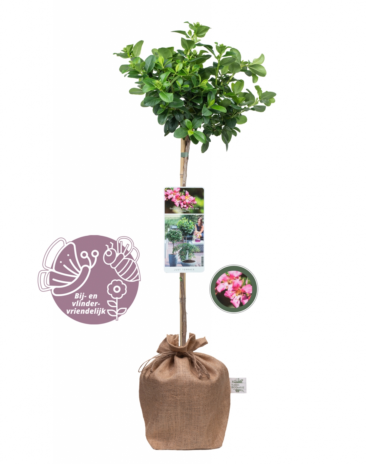 Escallonia Pink Elle | Boompje op stam | 80cm - Kadoboompje