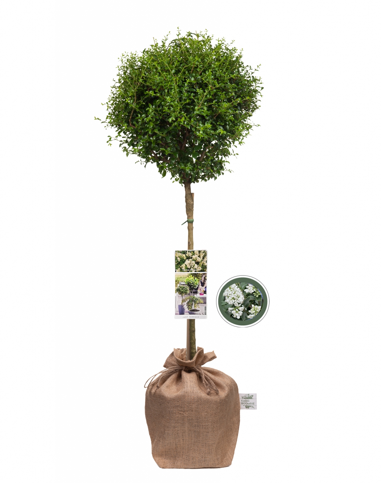 Liguster op stam kopen? Klein boompje | Cadeau | Kadoboompje.nl ...