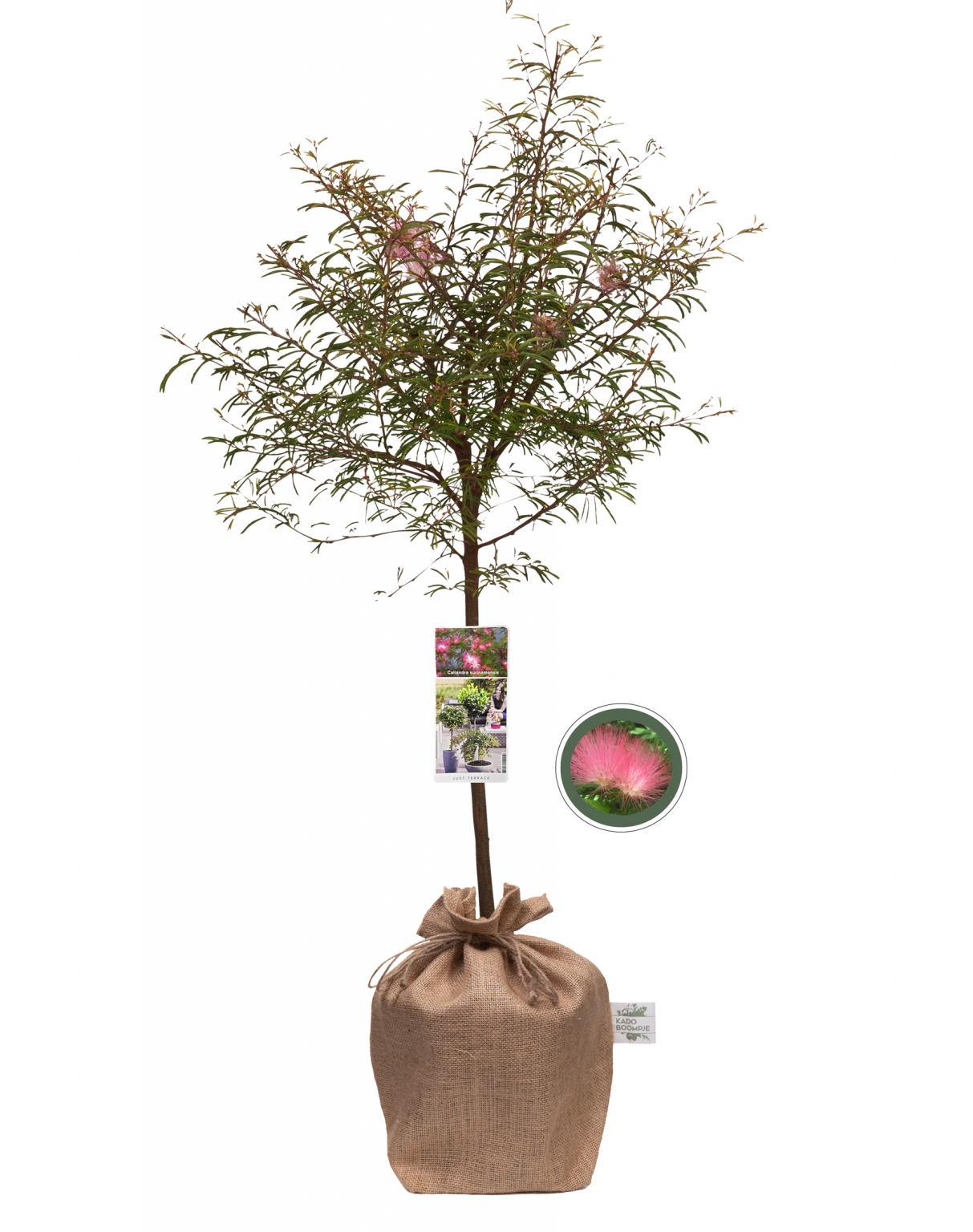 Calliandra Surinamensis | Kadoboompje | Boompje op stam - Kadoboompje